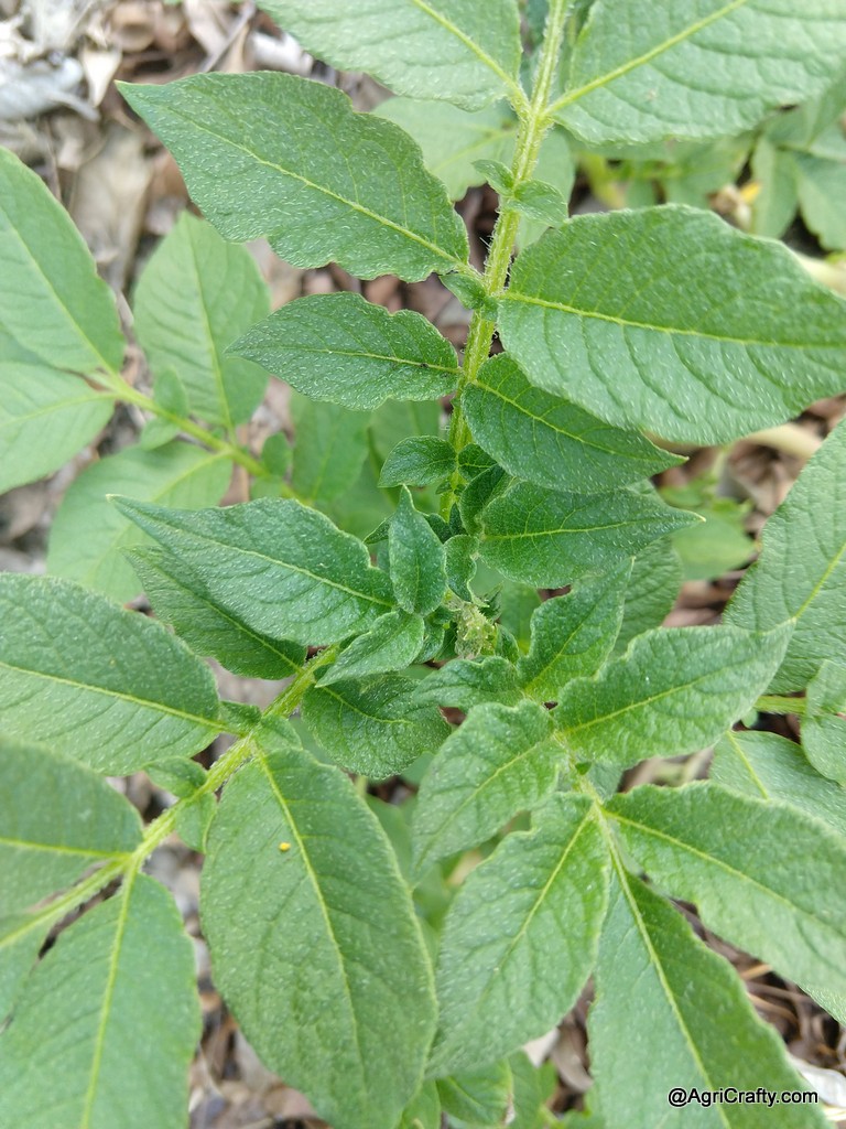 [Potato Update] I Changed Nothing, Everything is Different (aka. Tales ...